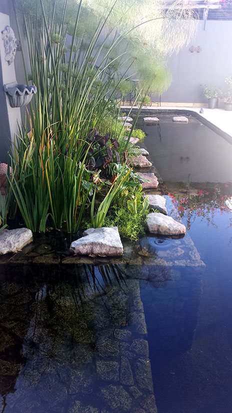 Parkhurst - wetlandPOOLS