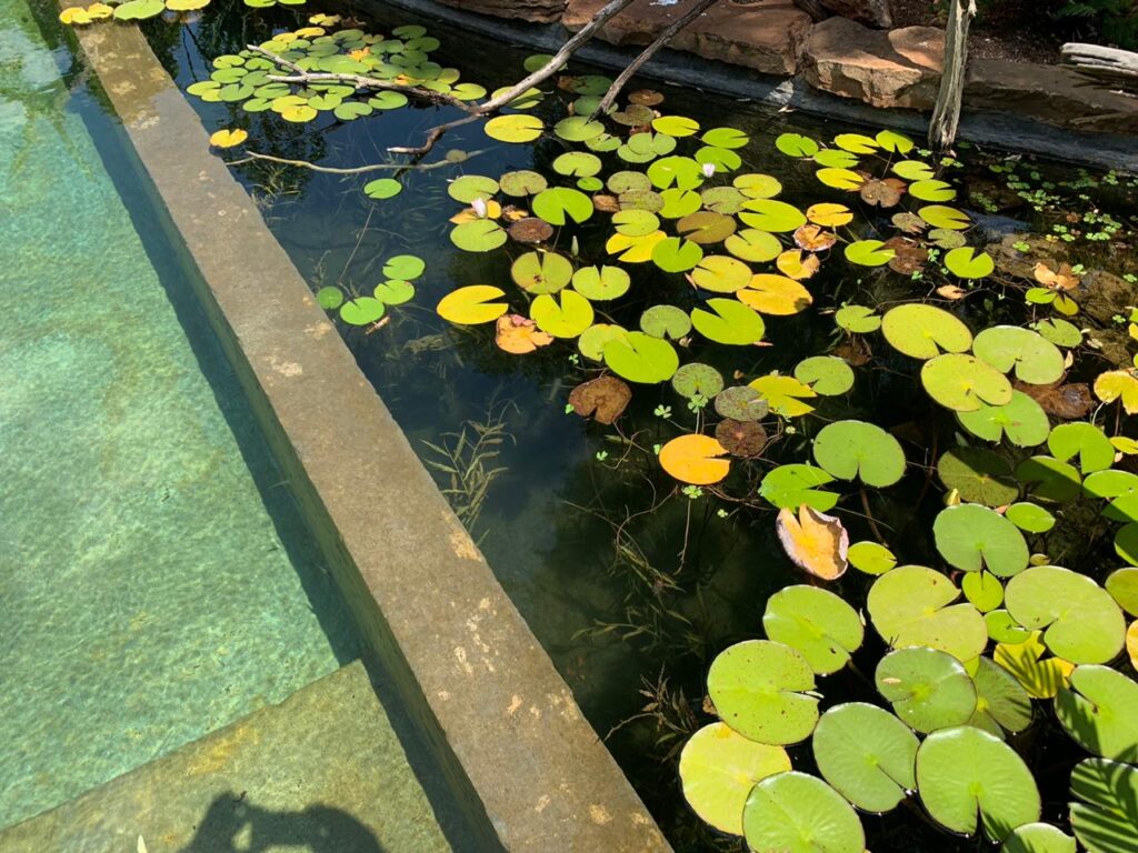 Groenkloof - wetlandPOOLS