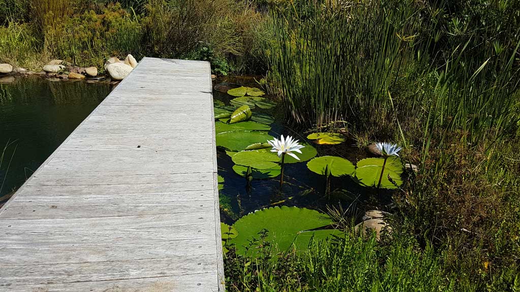Hout Bay II - wetlandPOOLS