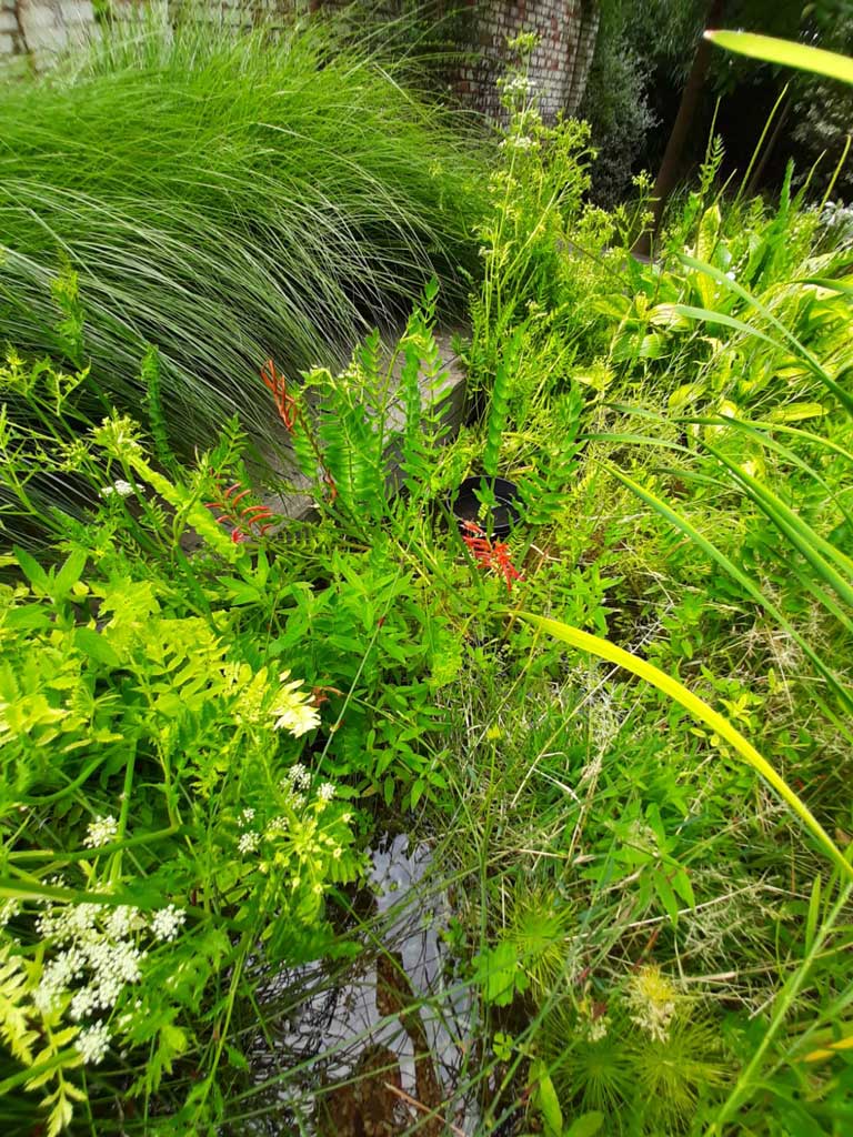 Parkhurst II - wetlandPOOLS