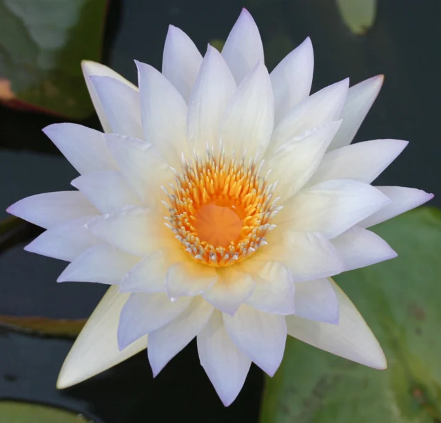 wetlandPOOLS | The luxury of swimming in nature